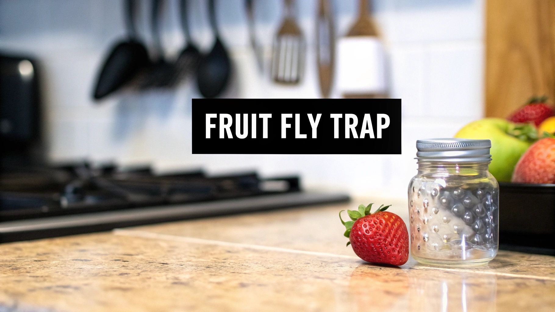 Choosing the Right Fly Trap for Fruit Flies – MODERN LYFE